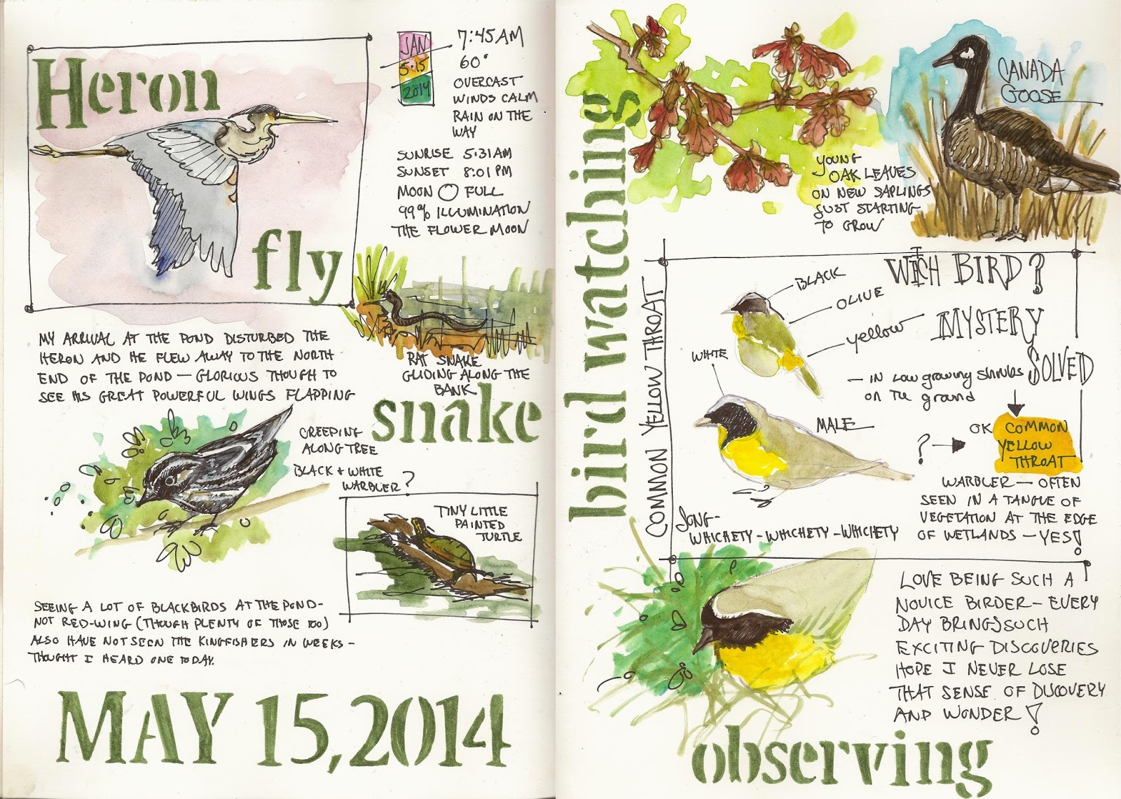 Jan Blencowe's Sketchbook Hypothesis: Beginning a Nature Journal Online ...