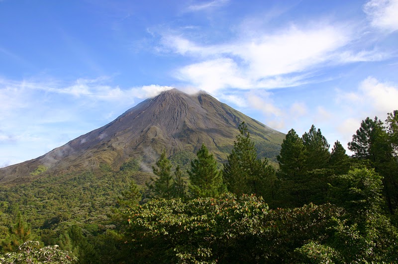 Blake's Honors Biology Blog: Volcano Eruption Affect on Temperate Forest