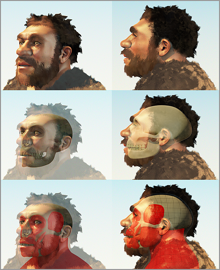 ATOR: Facial reconstruction of a Neanderthal