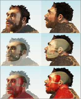 ATOR: Facial reconstruction of a Neanderthal