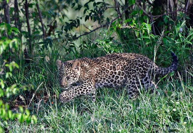 WILDLIFE GATEWAY: Amour de léopard