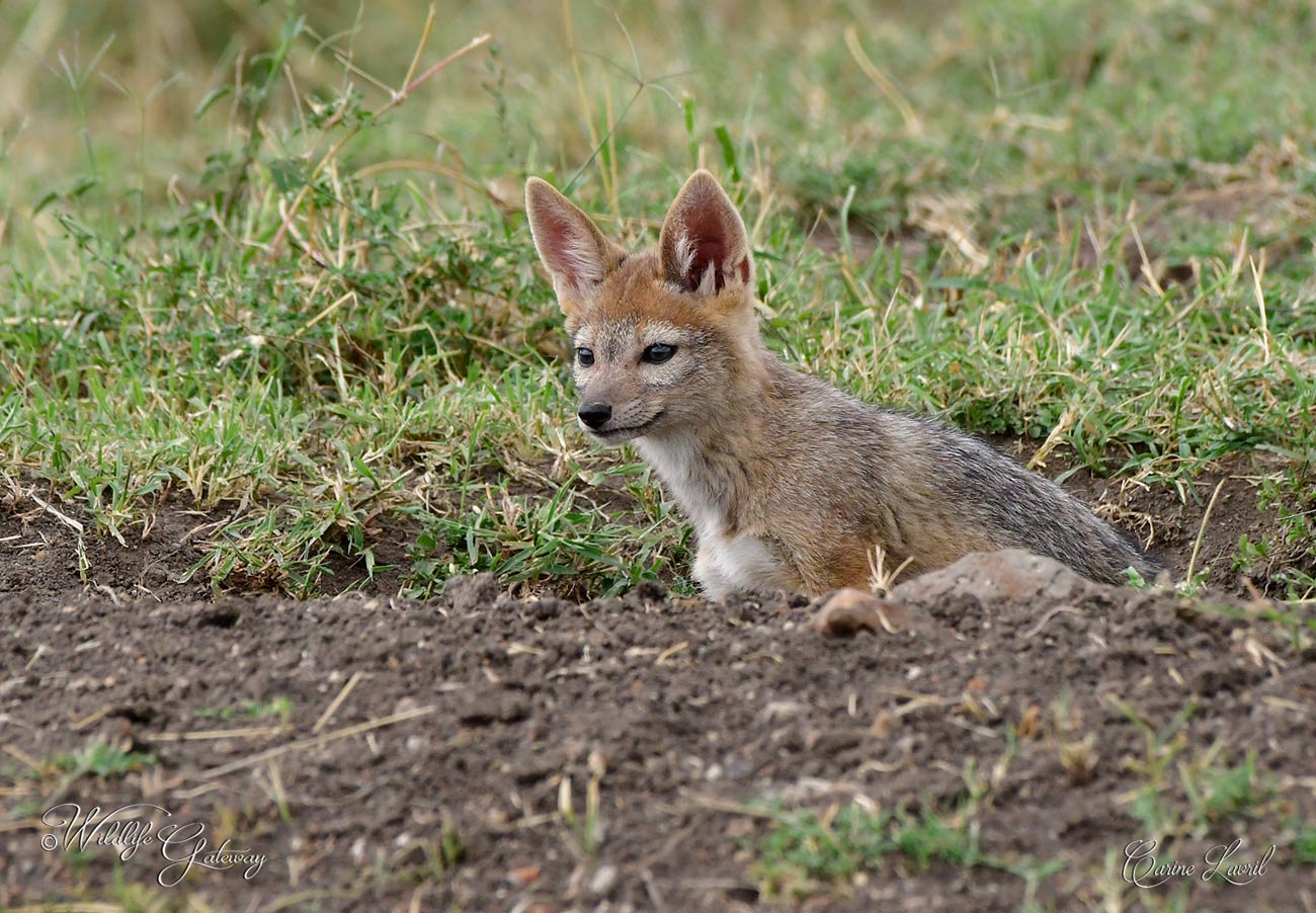 WILDLIFE GATEWAY: Chacal à chabraque, les petits