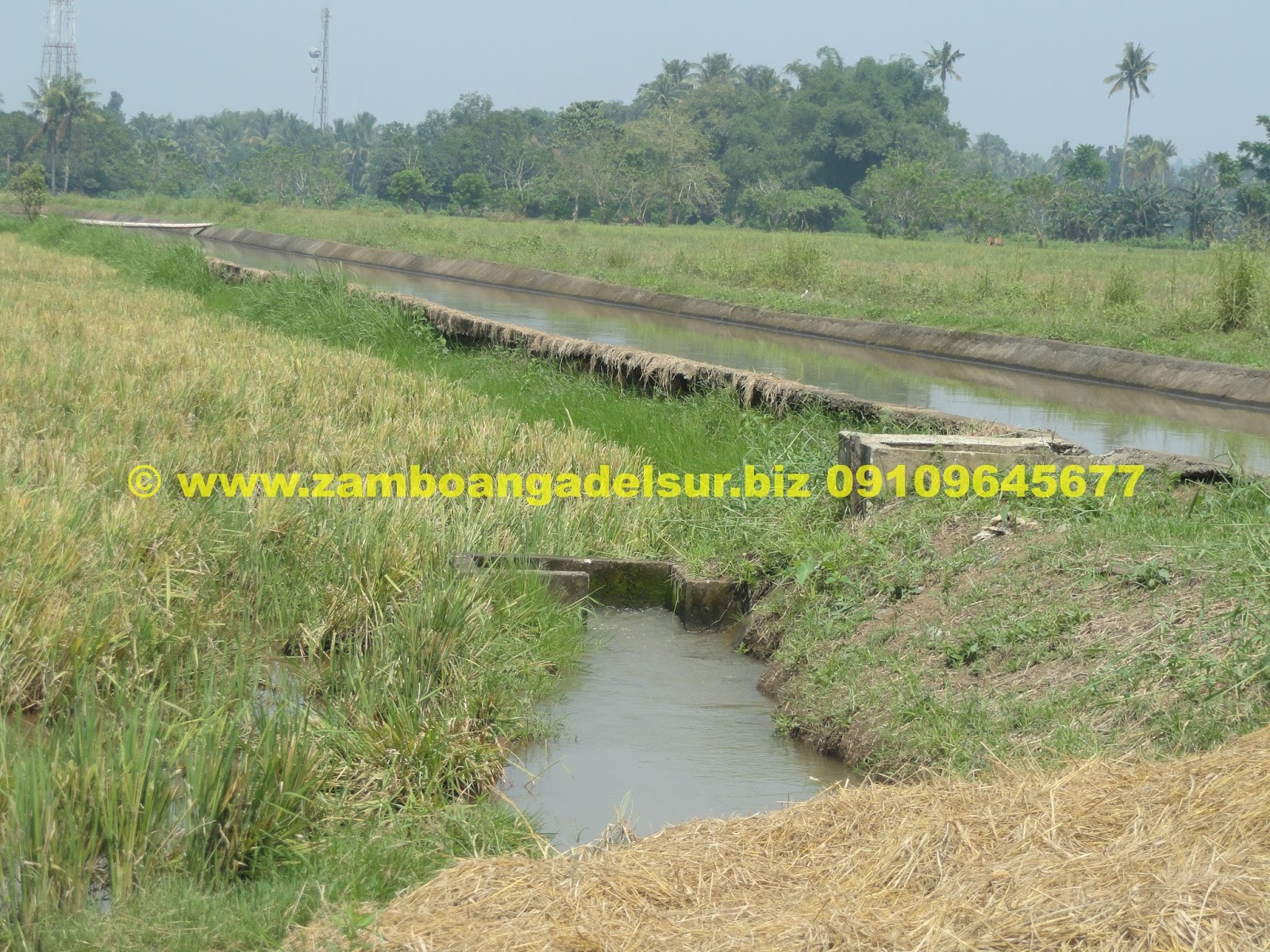Zamboanga del Sur Properties: For Pawn: 1.7 Hectares Rice-field for 850 ...