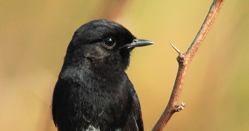Kicau Burung: Burung Decu