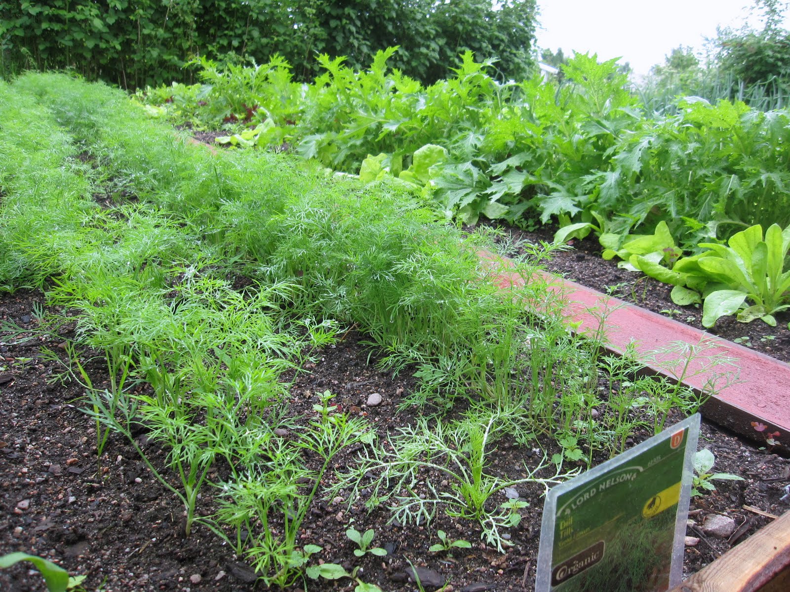 Puoli kuuta peipposesta: Kasvimaa ojennuksessa