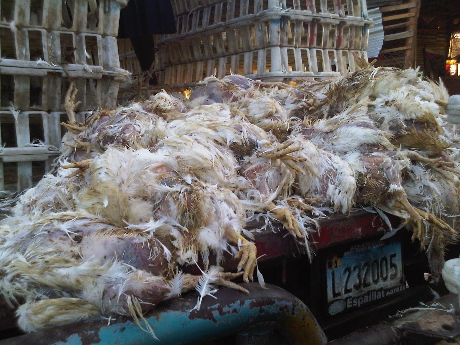 elpoderdelalineanoroeste: Pollos muertos por asfixia una forma de comer ...