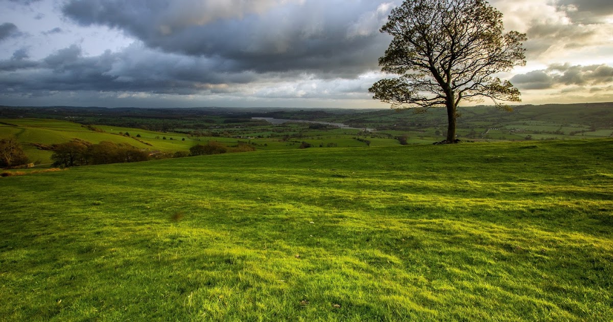 Un Árbol en Medio del Campo - Fotos de la Naturaleza | Fotos e Imágenes ...