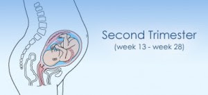 The Pregnancy Planner: The Second Trimester of Pregnancy