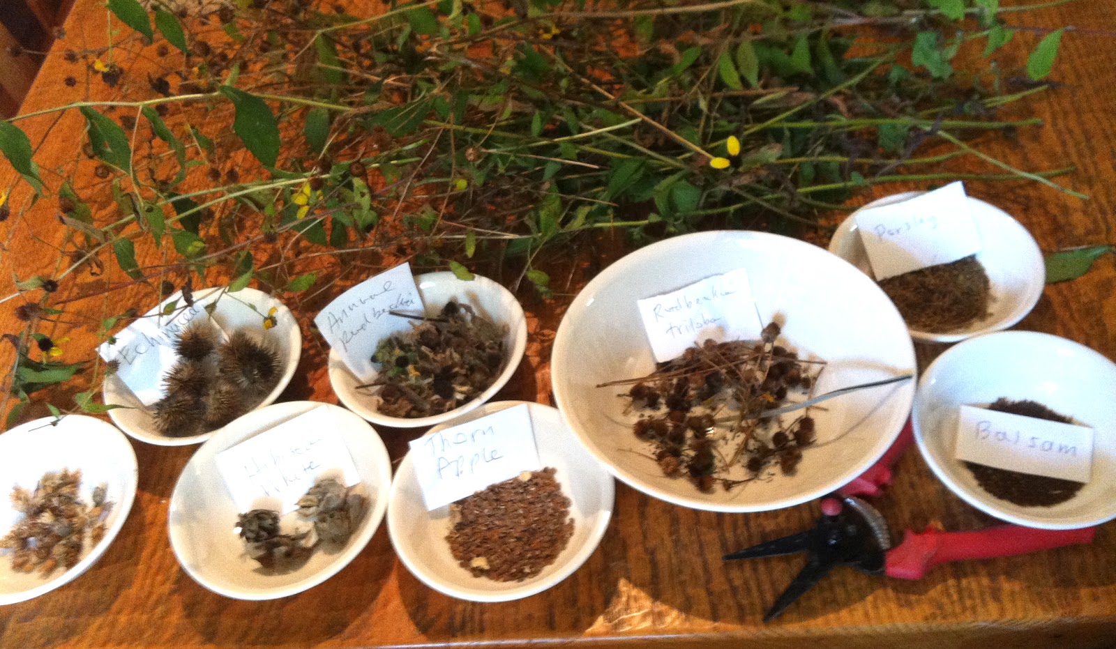 Plant Preview: Seed Collecting and Saving