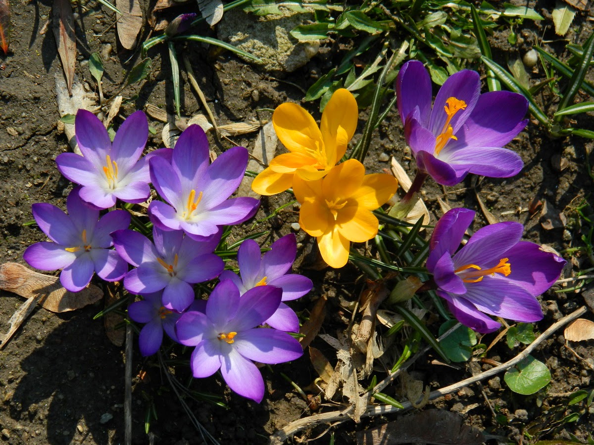 LA MULTI ANI, ROMANIA!: Branduse