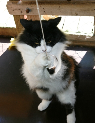 KATTEHERBERGET: Fine katter