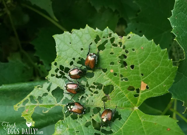 Good Bugs vs. Bad Bugs | The Struggle between Good and Evil in the ...