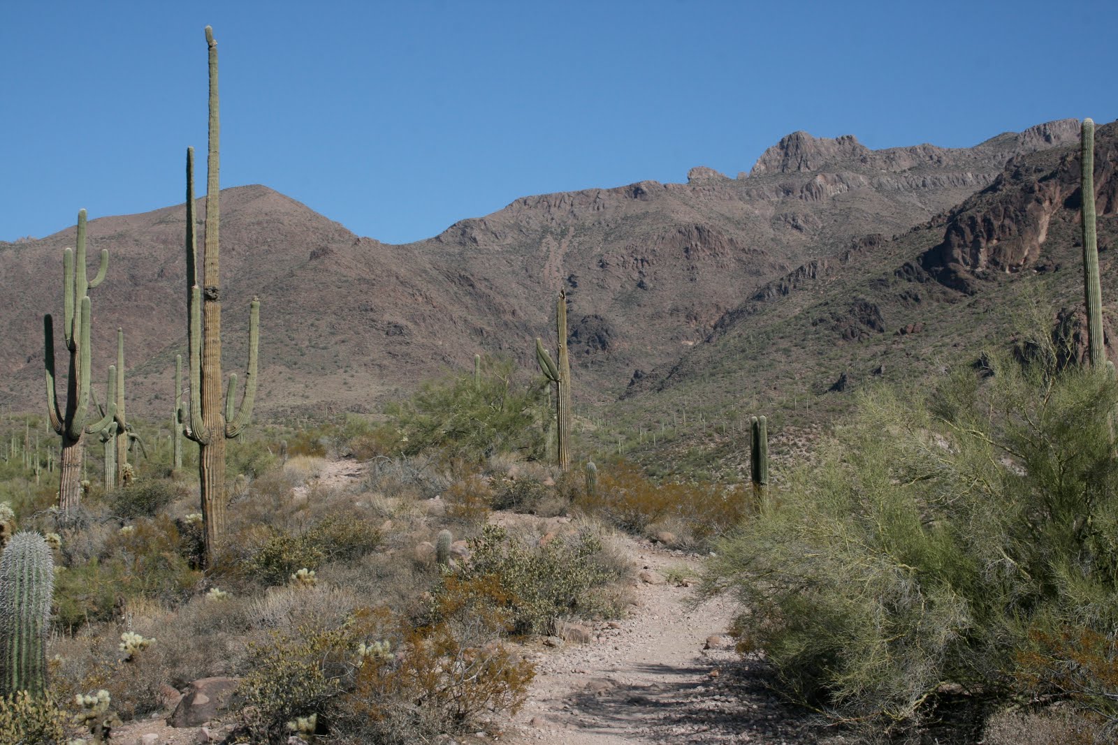 Walking Arizona: A Desert Trail