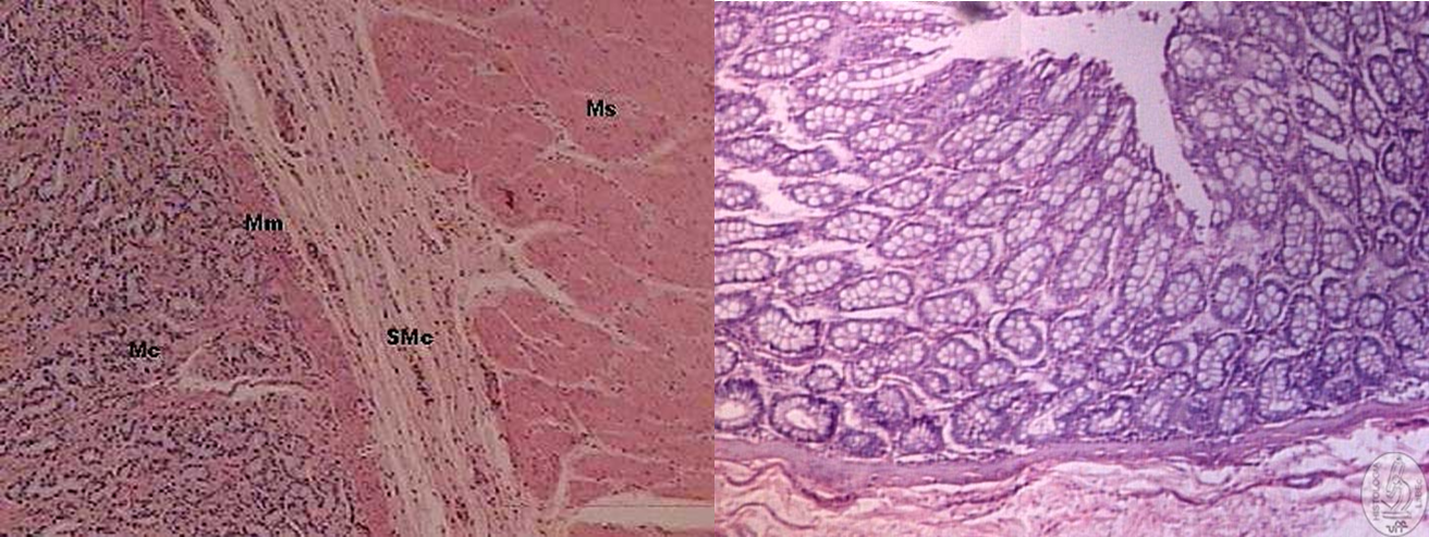 Ciências do CECB: Tipos de mucosas humanas