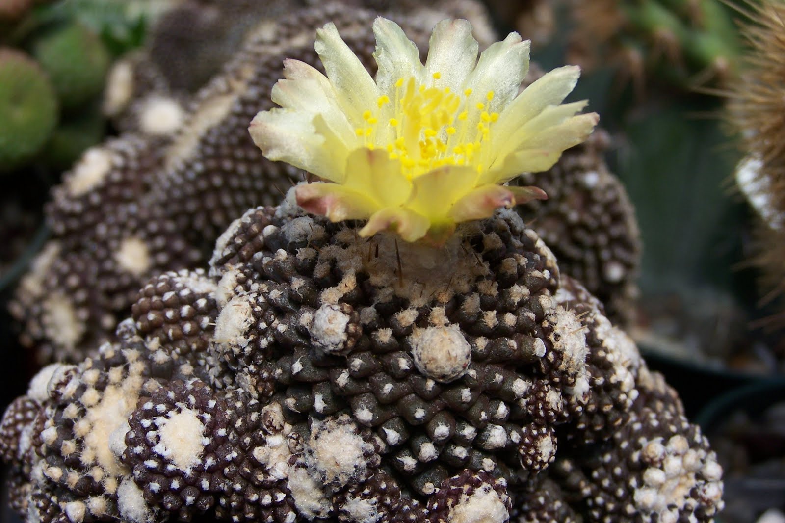 Oregon Cactus Blog: Copiapoa tenuissima flower