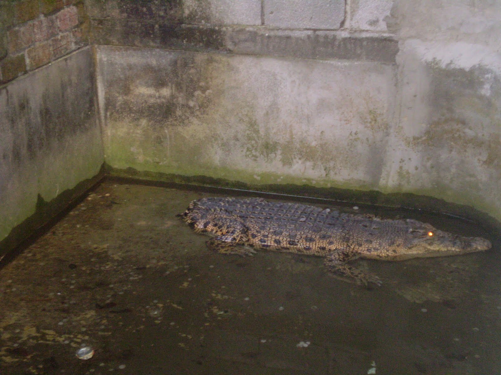 harrazdani: Ladang Buaya Part 2 | jong's crocodile farm...