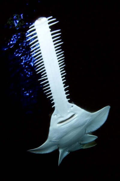 Animals of the world: Green Sawfish