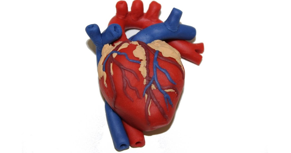 Chronotropic incompetence Symptoms, Causes, Pacemaker, Stress Test ...