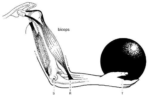 Techniek en wetenschap: Het menselijk lichaam - Een hefboom in onze arm
