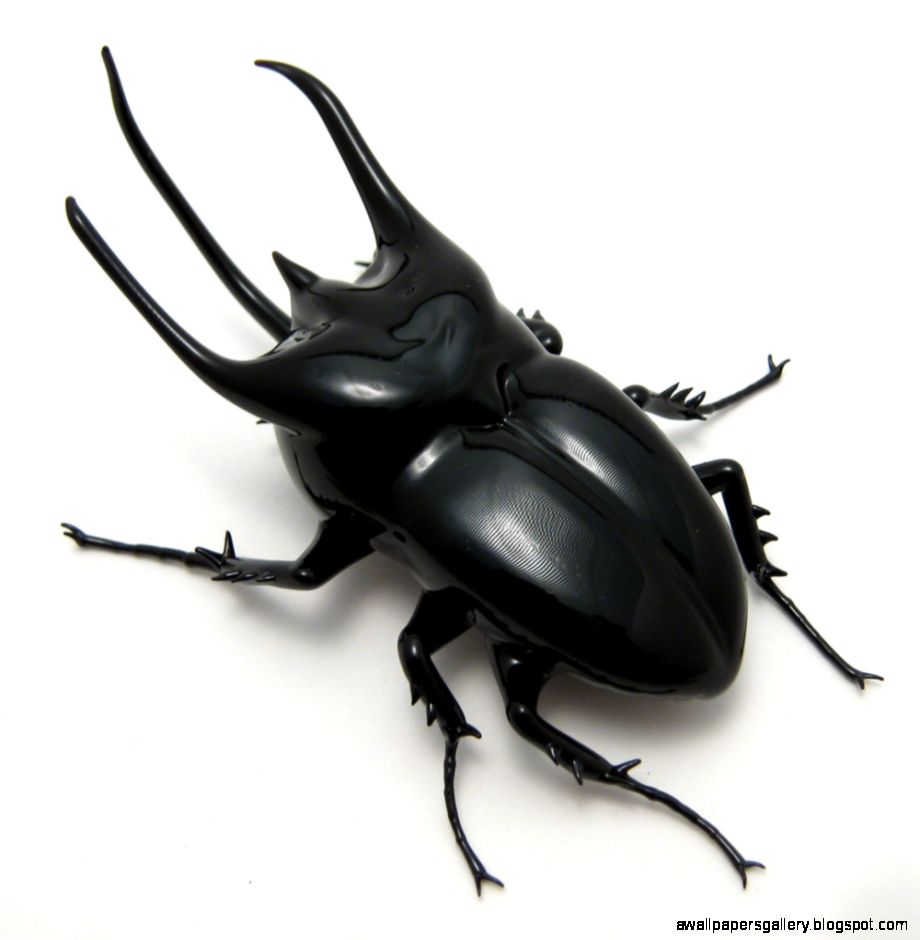 Rhino Beetle | Wallpapers Gallery