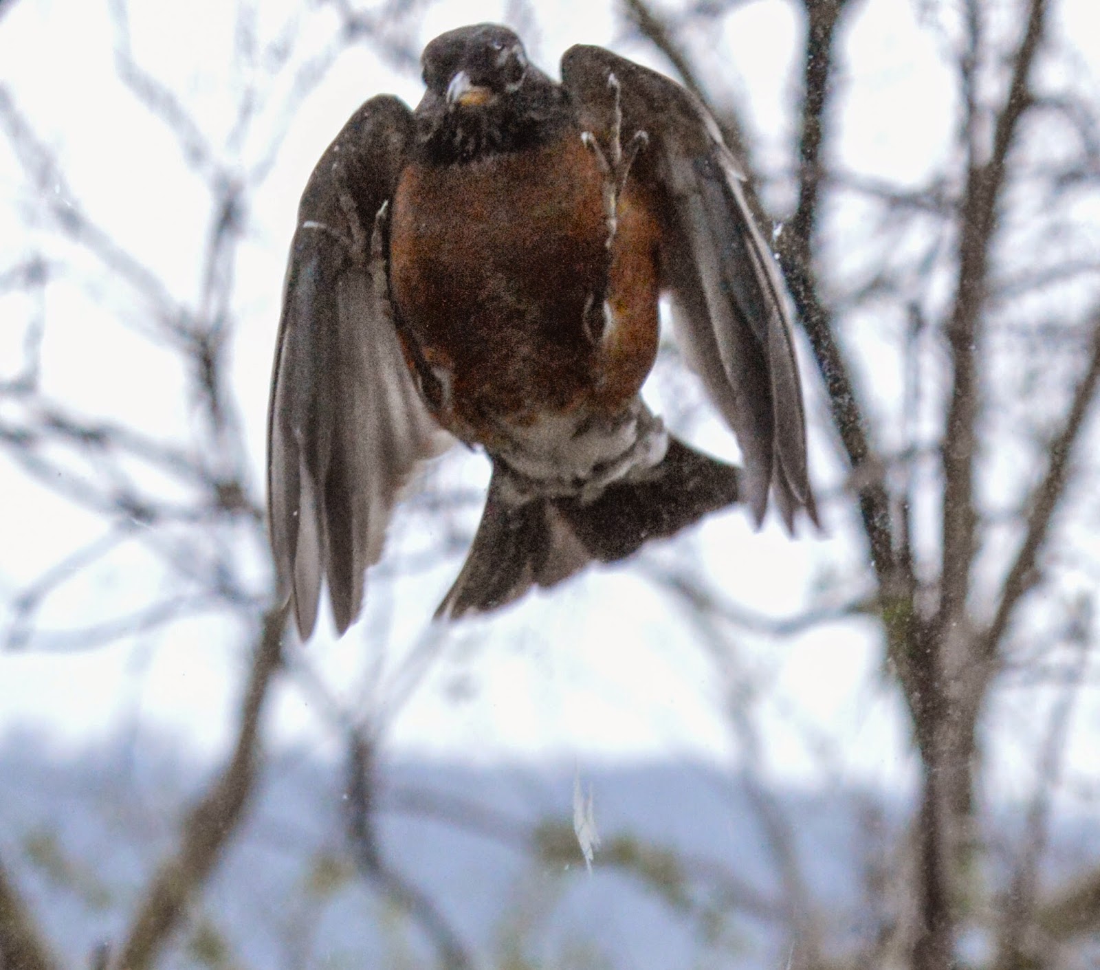 Photography Fun | Trails of Arkansas (& now California)