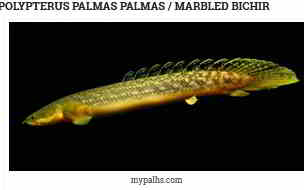 Jenis Ikan Palmas Berkualitas Dan Gambarnya - cara ternak ikan