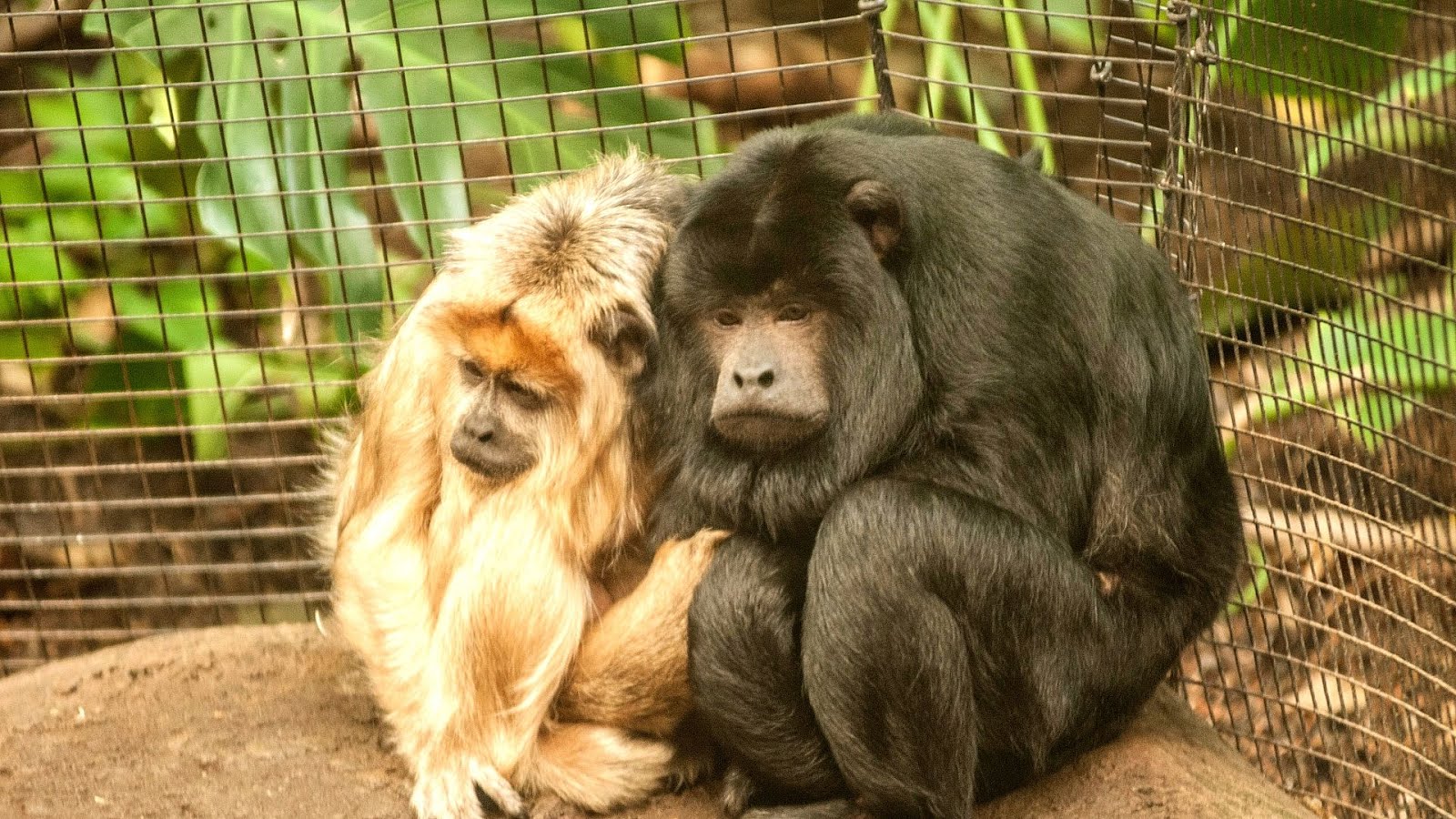 Endangered Animals In Zoos - Danger Choices