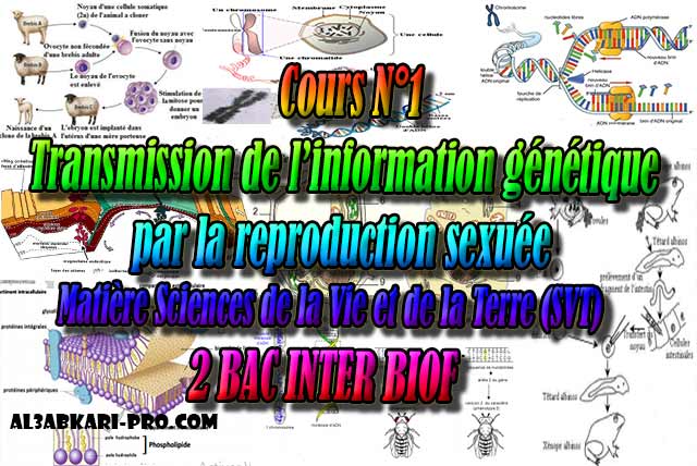transmission de l'information pdf