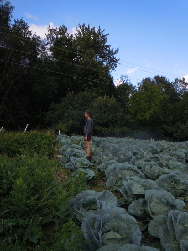 Hay! Ewe! Root for the Farmers!
