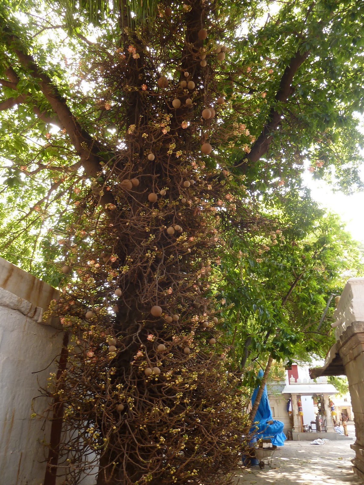 Cardigan Kannadiga in Canada: Lingada hoovu in Bangalore