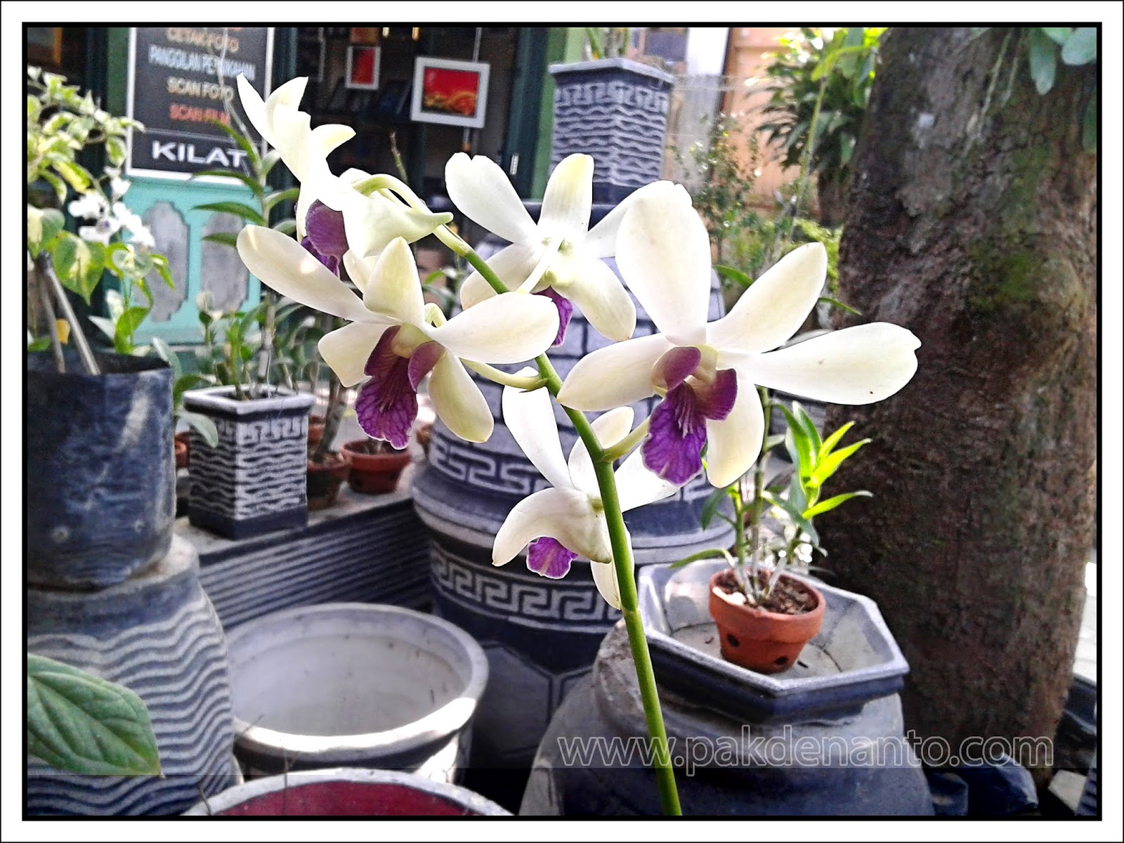 Jual anggrek di Jogja | PAKDE NANTO