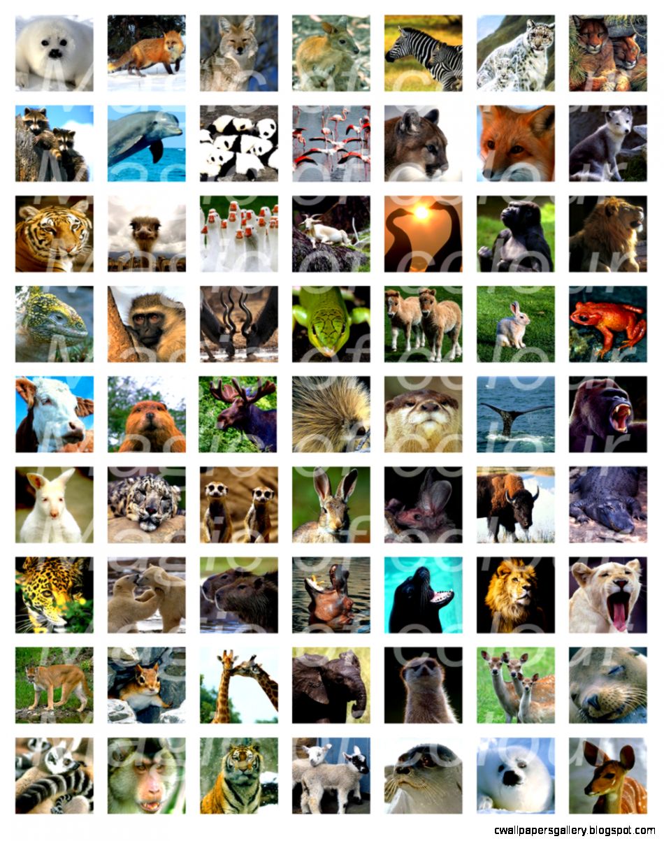 Wild Animal Collage | Wallpapers Gallery