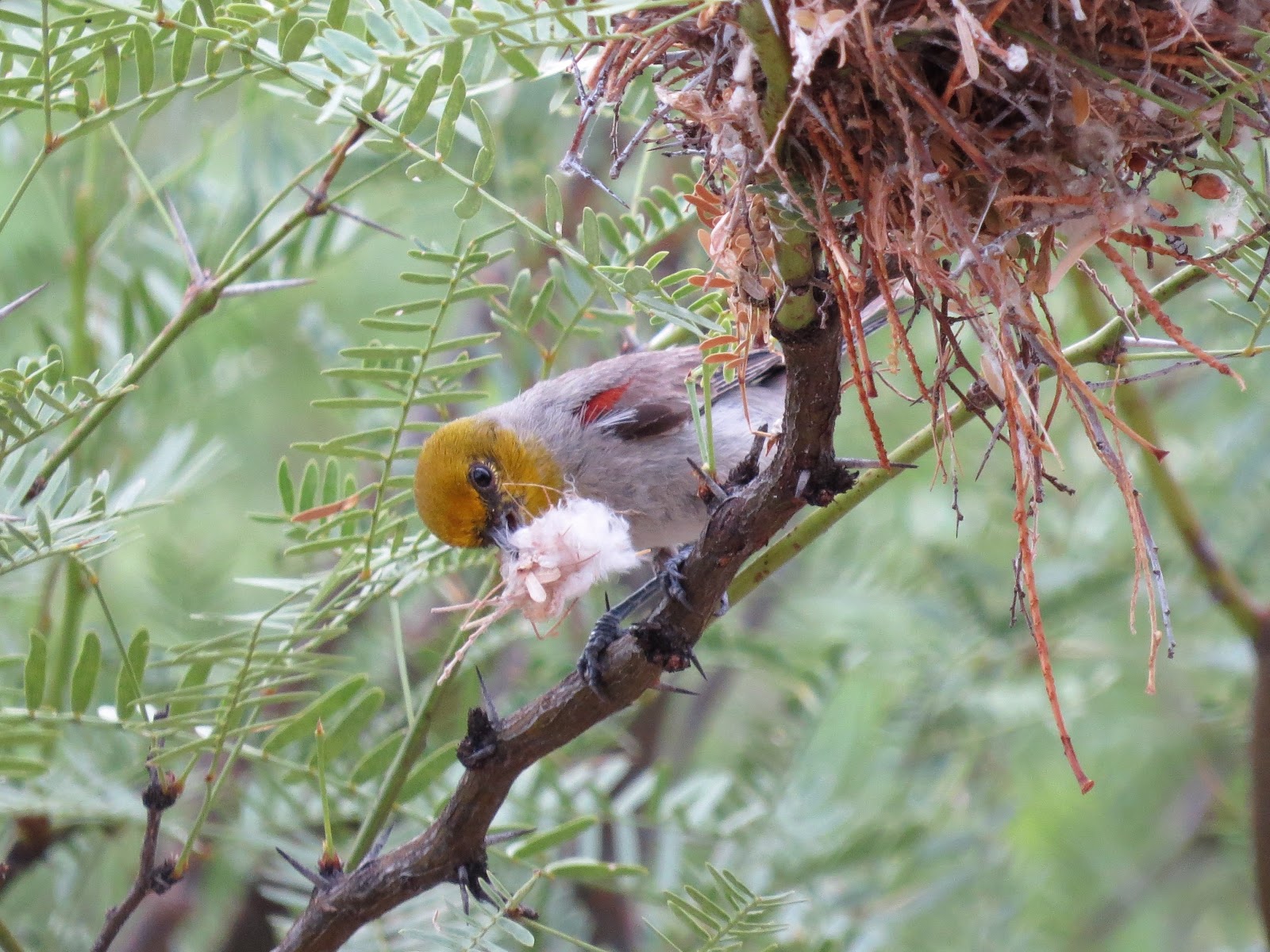amateurnithologist: Verdin