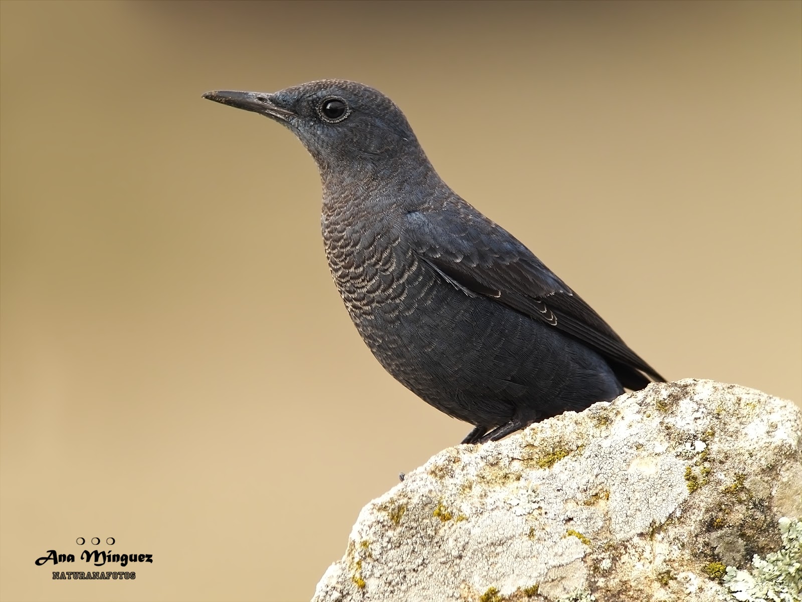 NATURANAFOTOS: Roquero solitario y Felices Fiestas