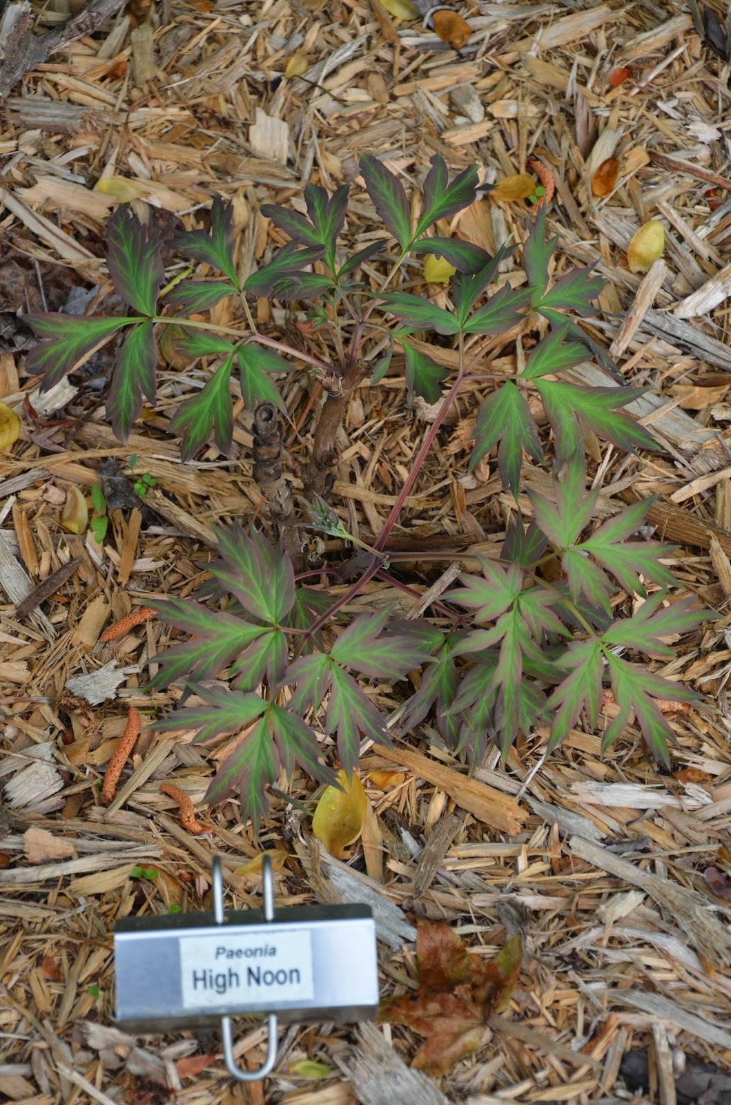 Southern Peony: 2014 Tree Peony with Herbaceous Nurse Root Growth