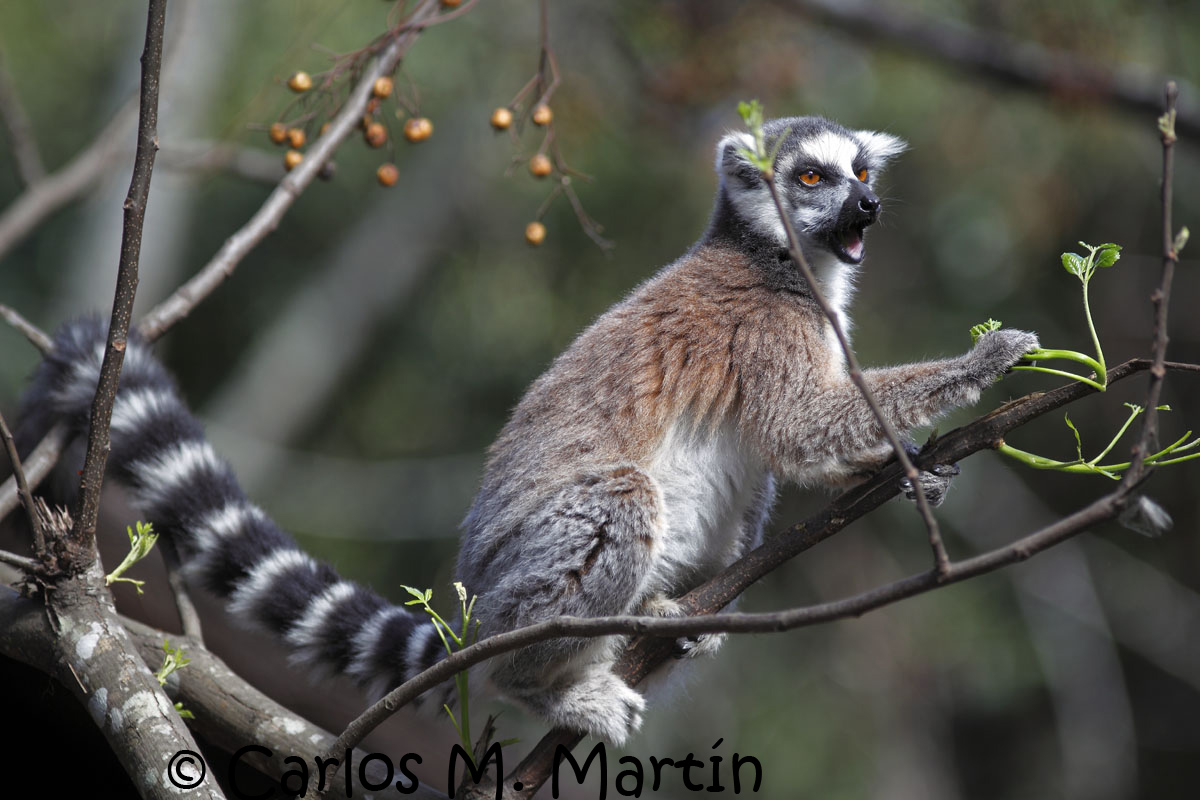 gaviotas y anillas: OT: Lemuriformes