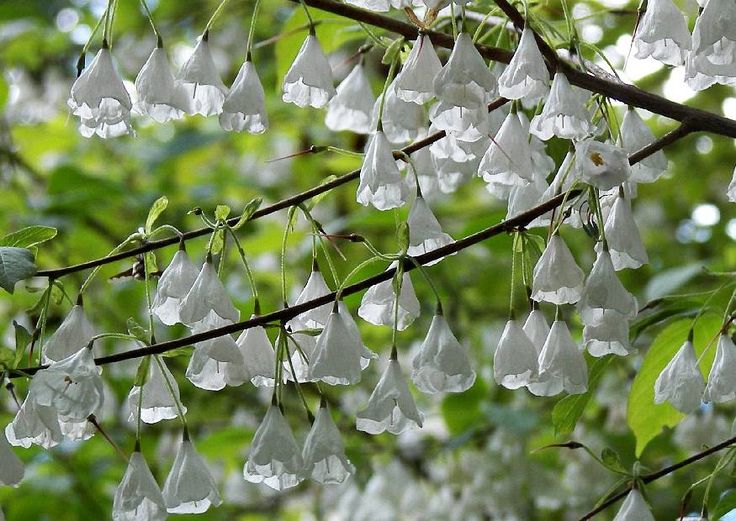 Legacy plants, and a little help from Gardeners' Question Time