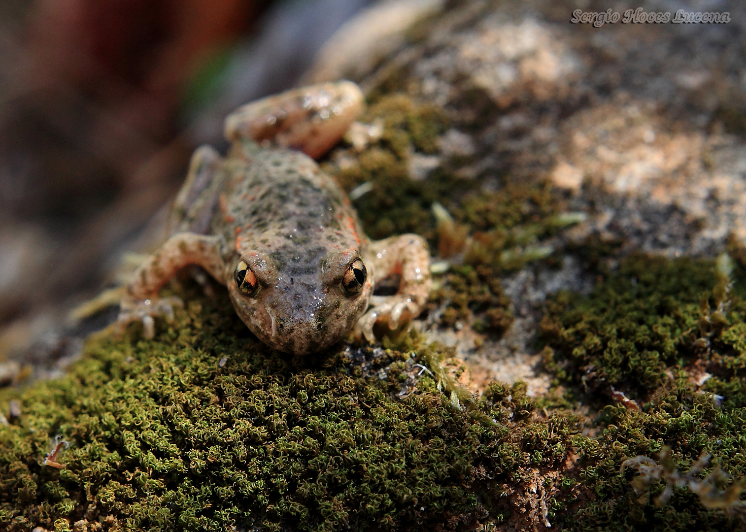 Viajes, Salidas, Naturaleza, (Fotografía).: Sapo Partero Común (Alytes ...