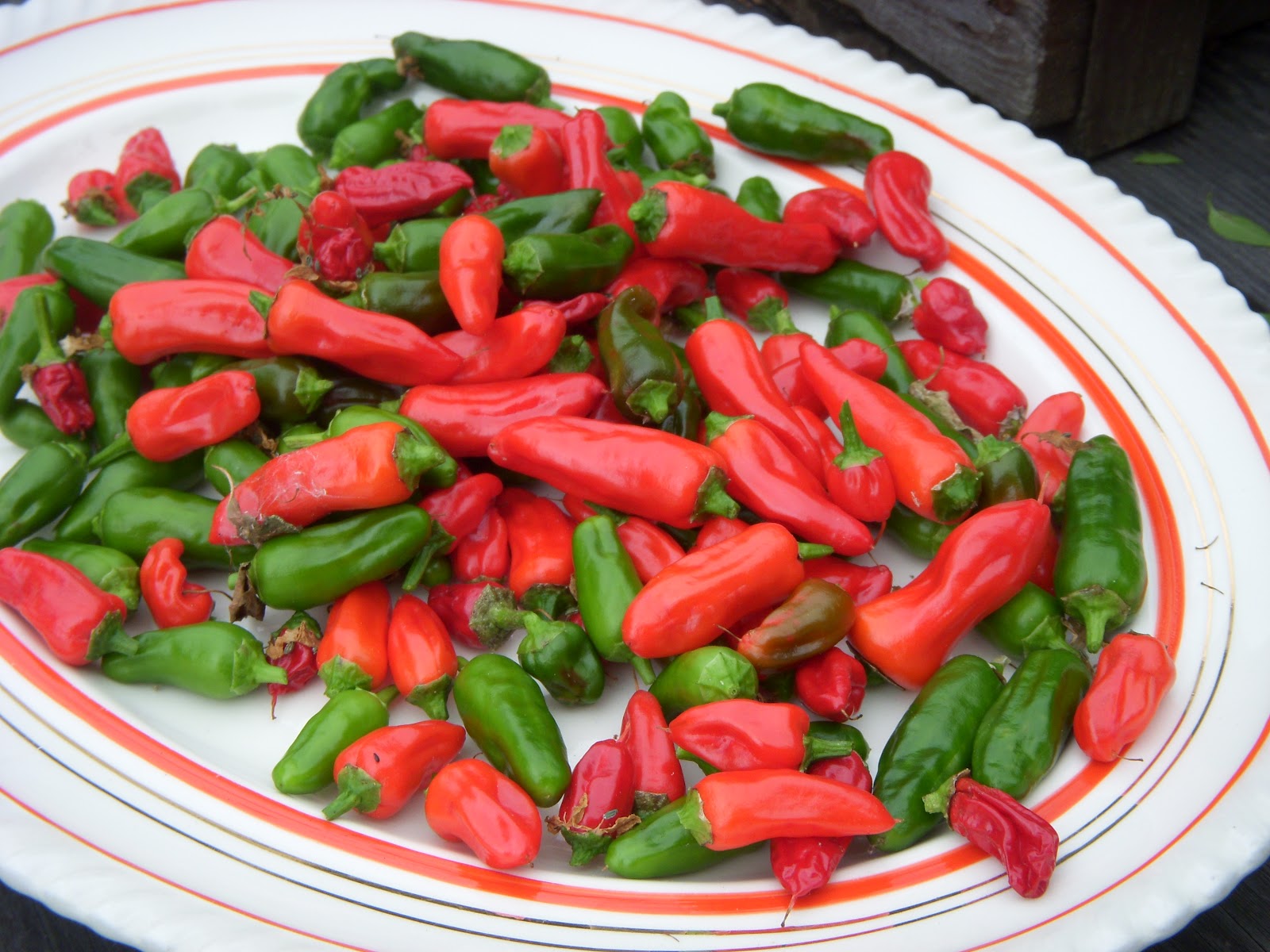 Helena´s Hem & Trädgård: Chili 'Apache'