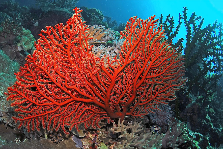 Mercan nedir ne demektir? Anlamı - Laf Sözlük