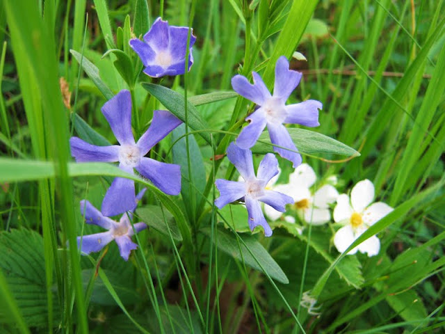 Country inside: Comorile ascunse ale Dobrogei ~ part.I ~ Bujorii din ...