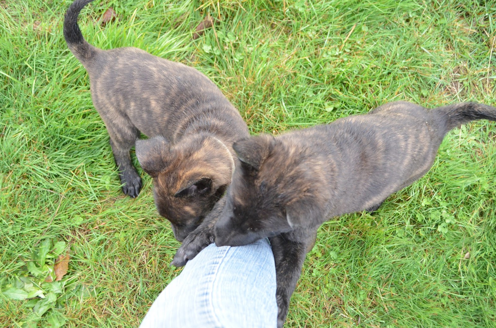 Pleasant Dreams Farm: T minus 7 days.