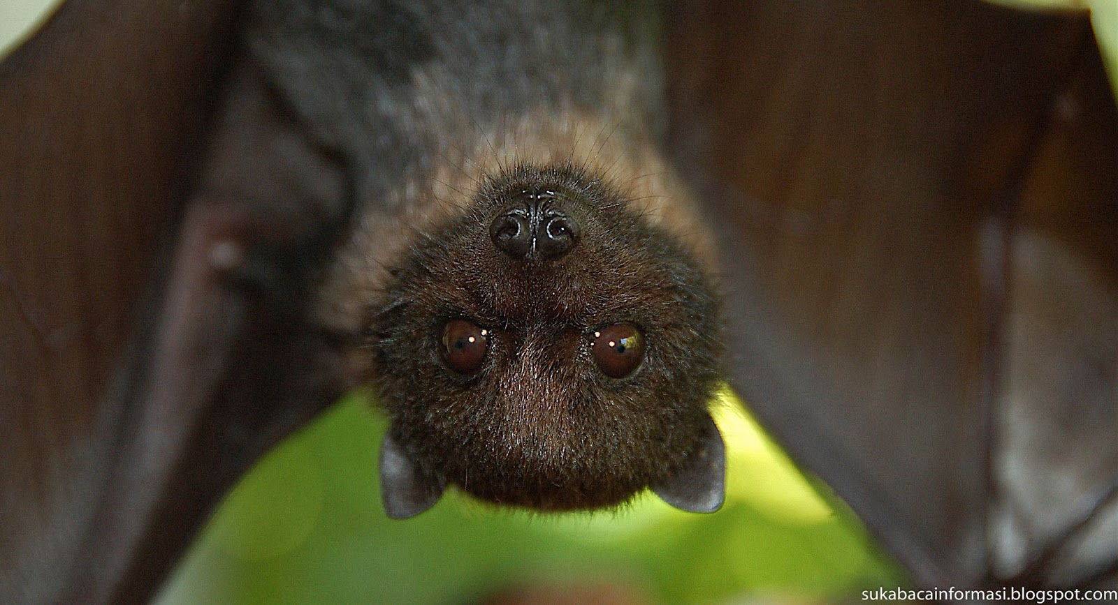 Koleksi Foto Kelelawar