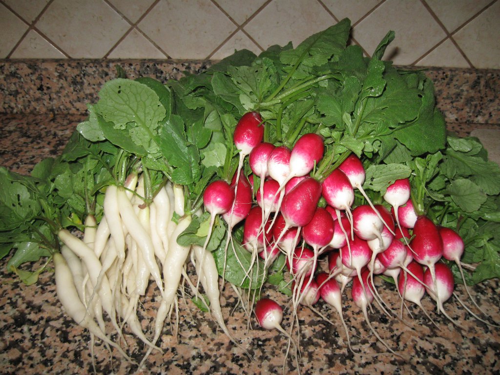 L'orto di Giada: I rapanelli: semina autunnale