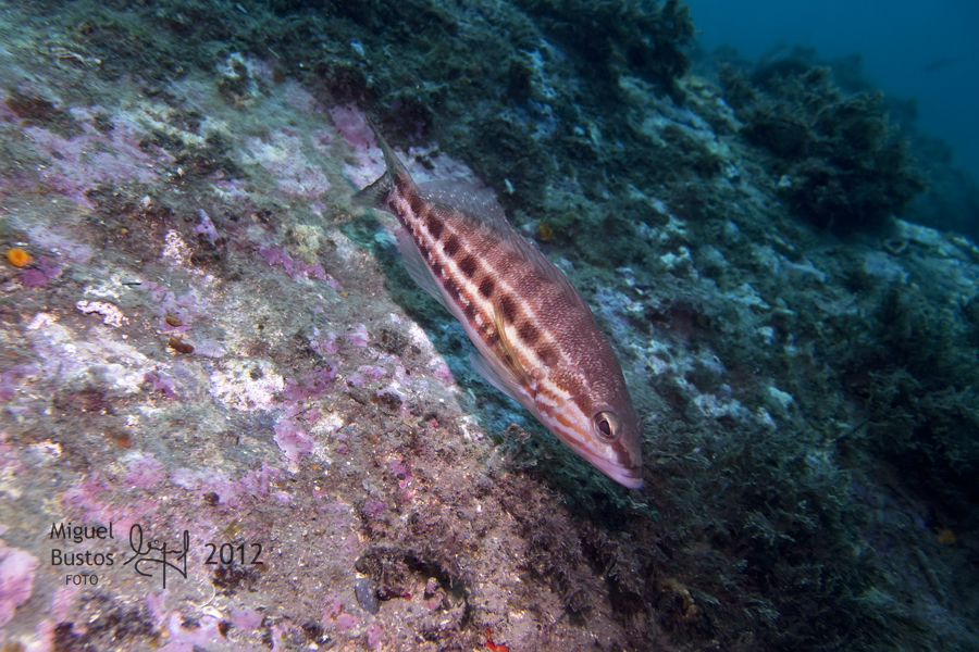 Naturaleza y Fotografía en Motril: Cabrilla (Serranus cabrilla)