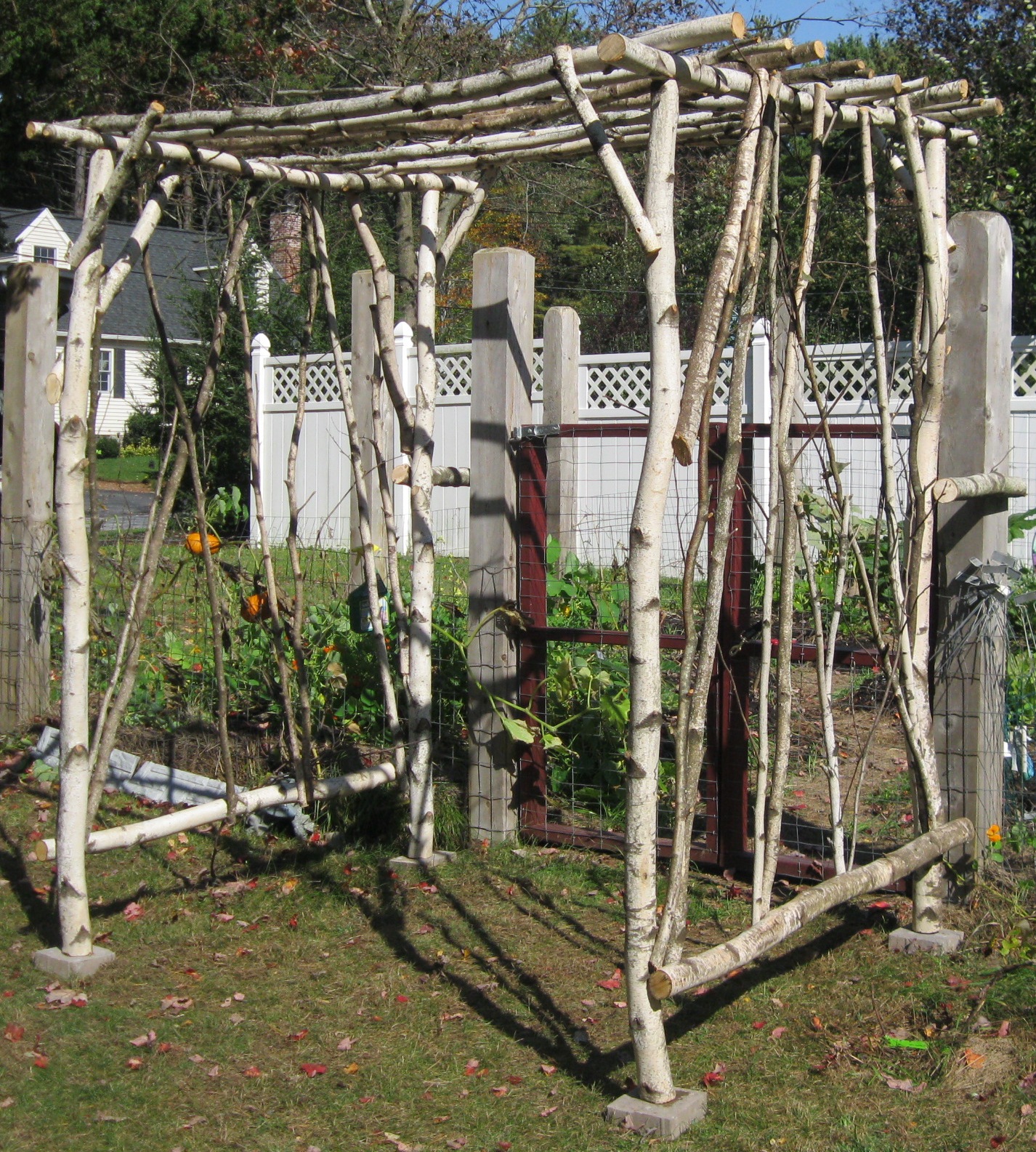 Rustic Stick Co.: Birch Arbor #1