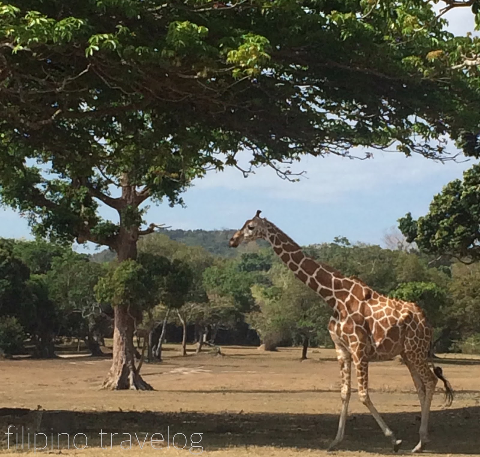 Filipino Travelog: CALAUIT SAFARI PARK TOUR