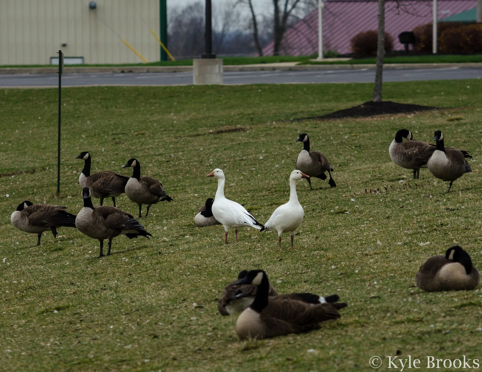 On the Subject of Nature: A Ross's Goose with Snow Geese