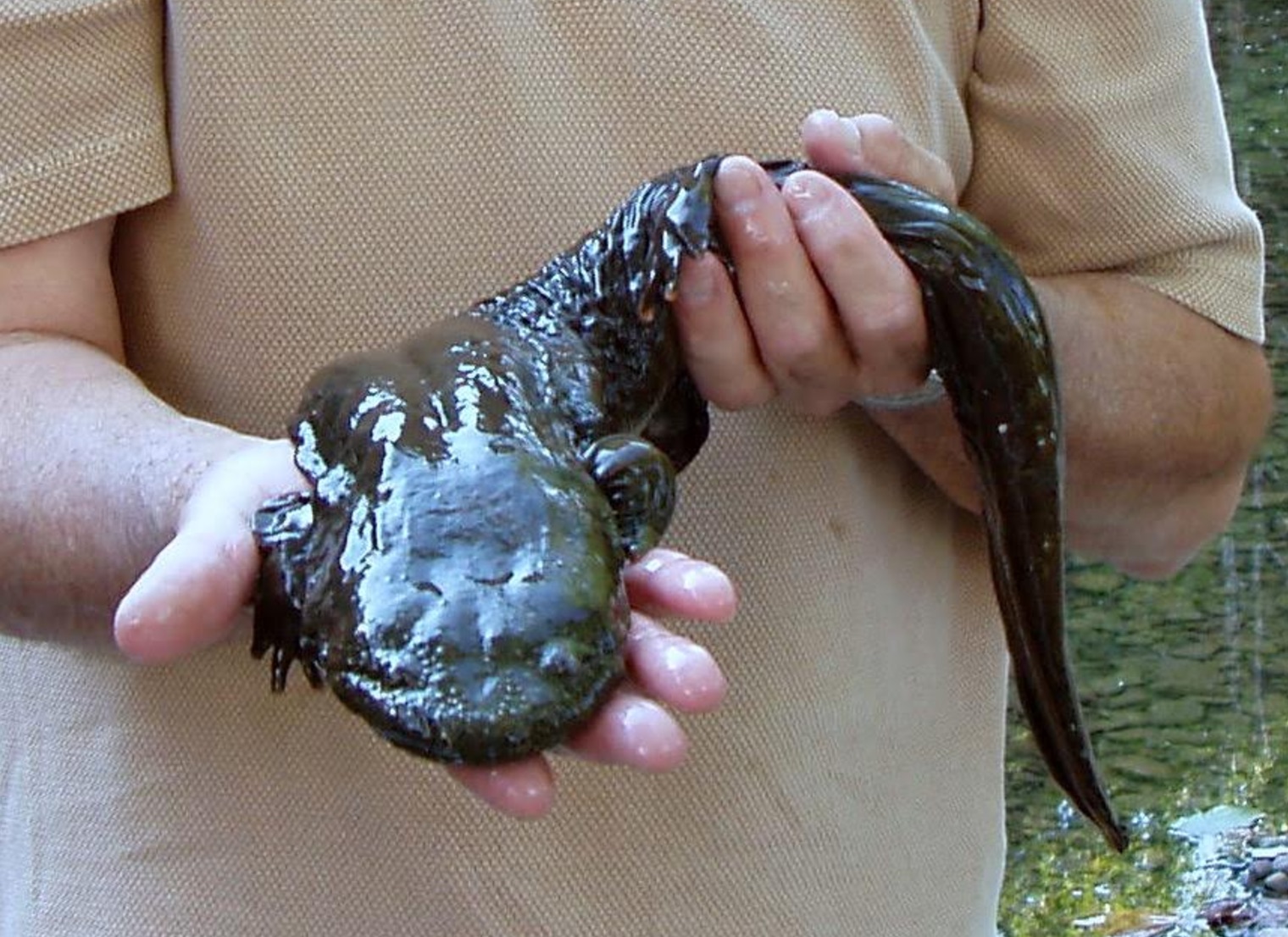 PA Environment Digest Blog: Senate Passes Bill To Designate Hellbenders ...