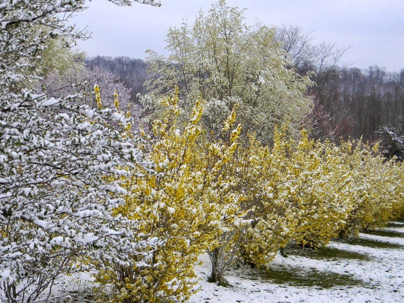 SWAC Girl: Photos: 2011 & 2013 spring snowstorms